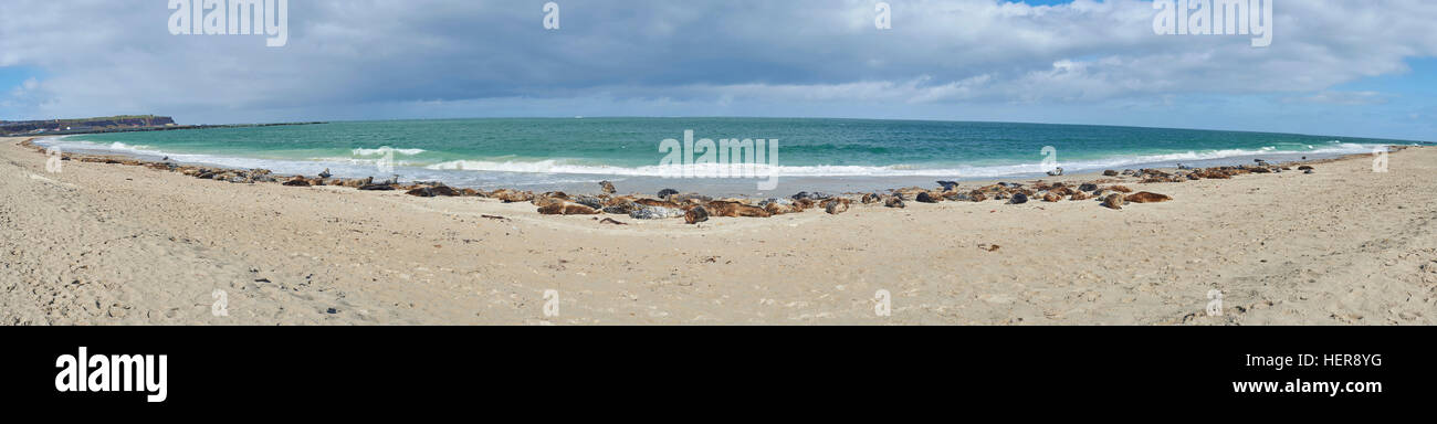 European seals, Phoca vitulina vitulina, lie, landscape, beach, dune ...
