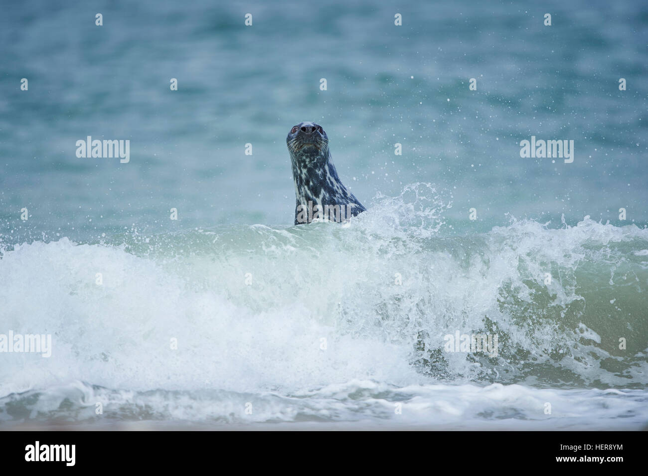 European seal, Phoca vitulina vitulina, surf, wave, swimming, frontal ...