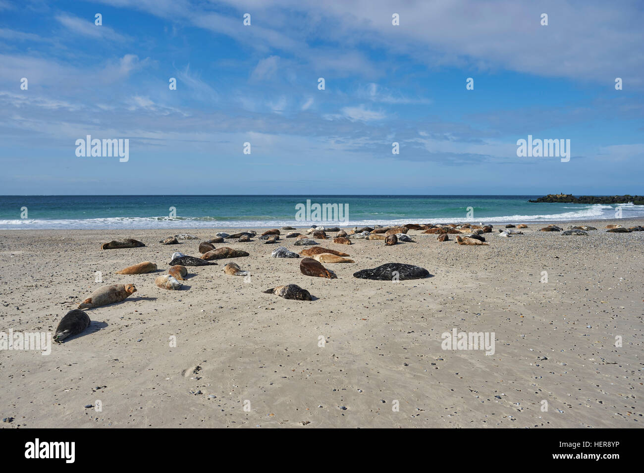 European seals, Phoca vitulina vitulina, lie, landscape, beach, dune ...