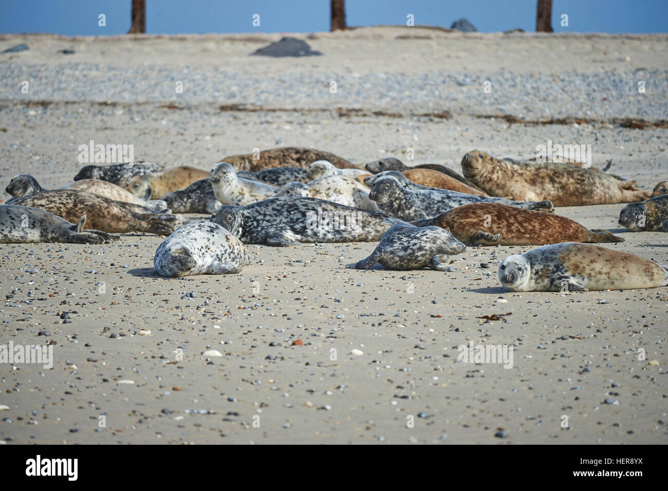 European seals, Phoca vitulina vitulina, side view, lie, beach, dune ...