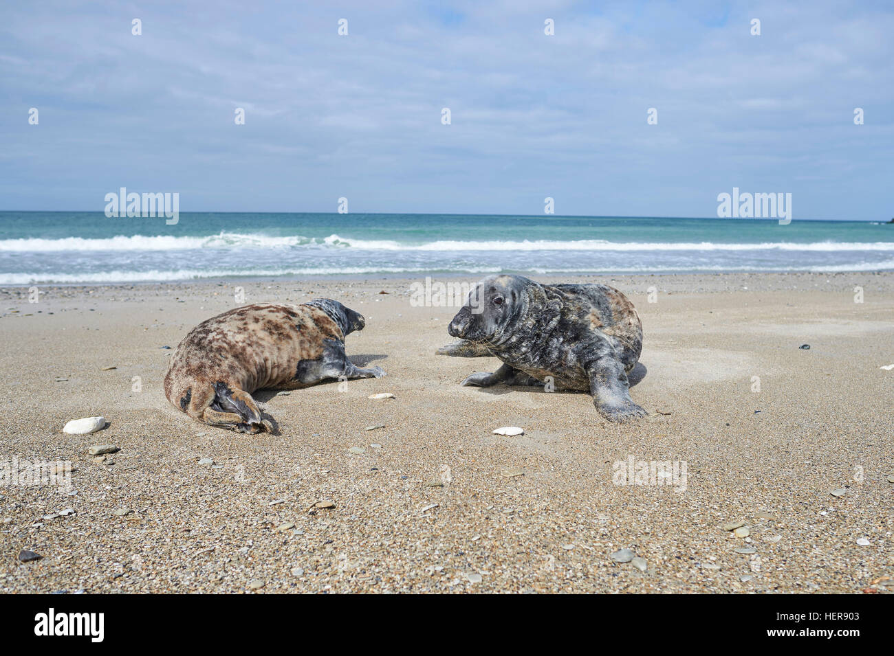 European seals, Phoca vitulina vitulina, side view, lie, beach, dune ...