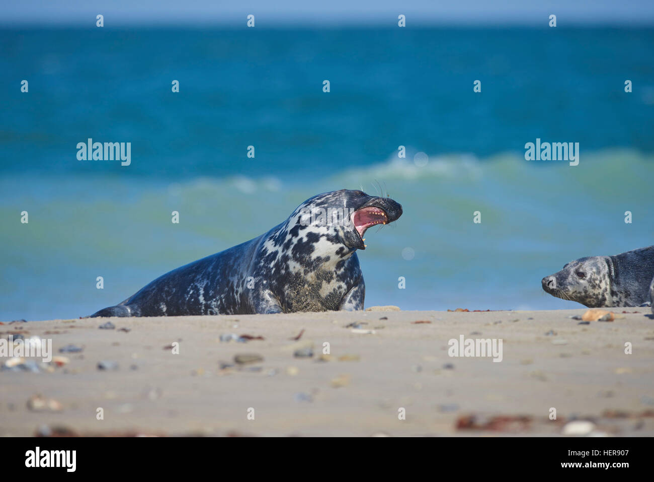 European seal, Phoca vitulina vitulina, side view, lie, yawn, beach ...