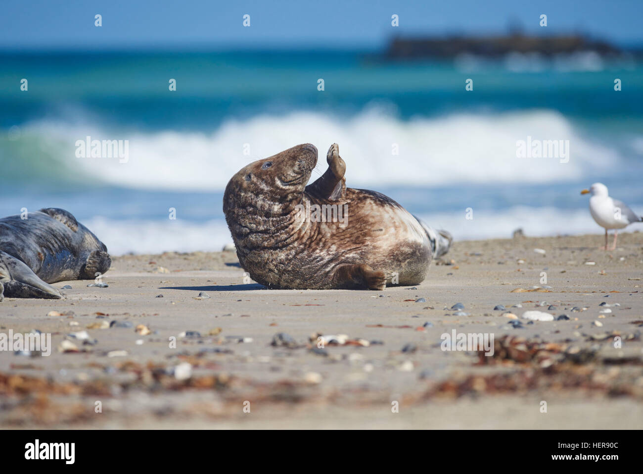European seal, Phoca vitulina vitulina, side view, lie, beach, dune ...