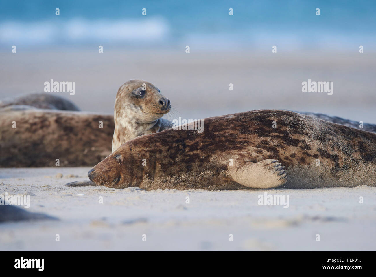 European seals, Phoca vitulina vitulina, side view, lie, beach, dune ...