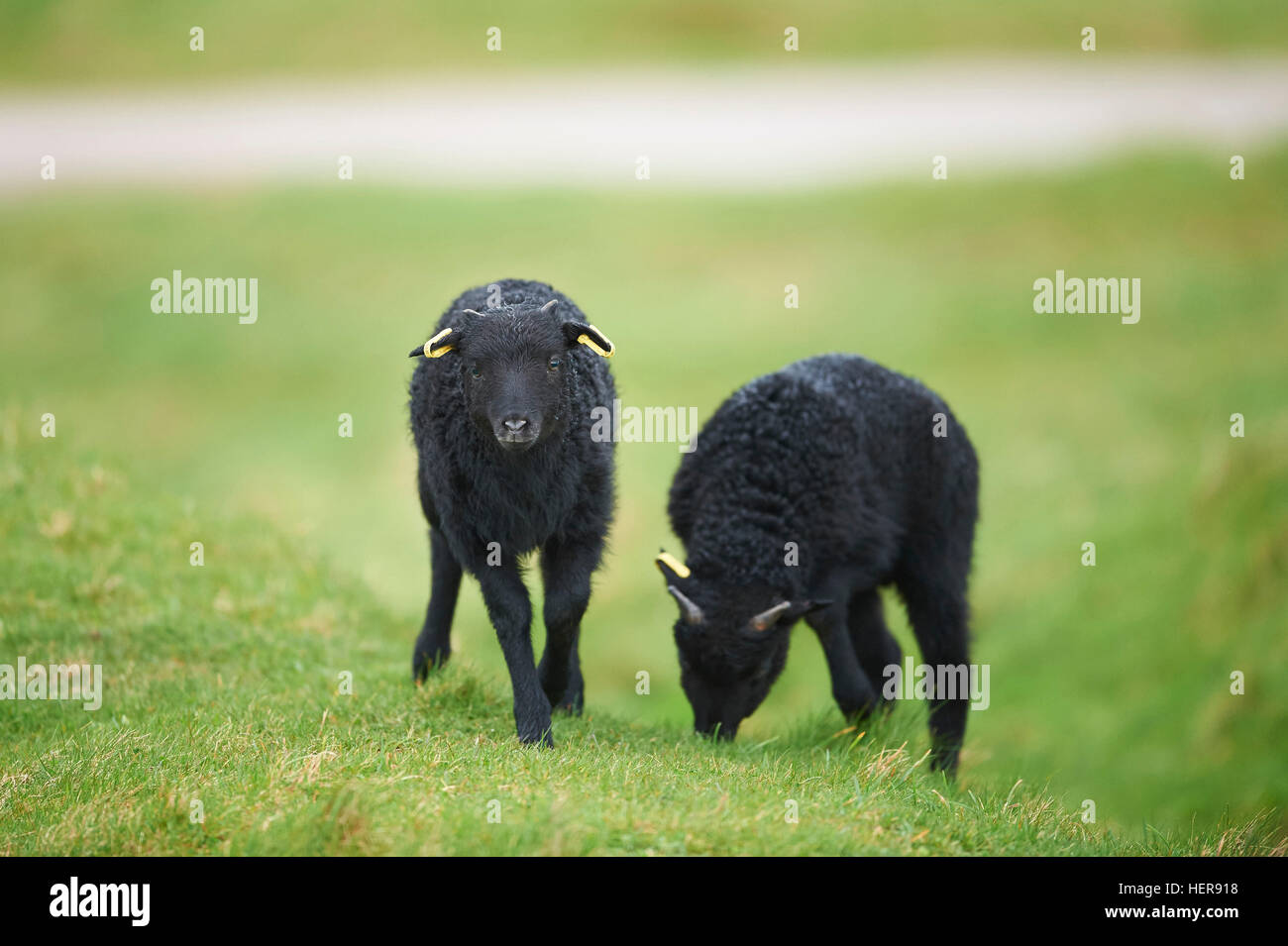 German grey heath, lambs, meadow, frontal, stand, looking into camera ...