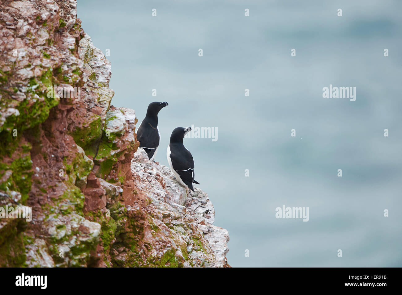 Razorbill, Alca torda, rock, side view, sitting, Helgoland Stock Photo ...