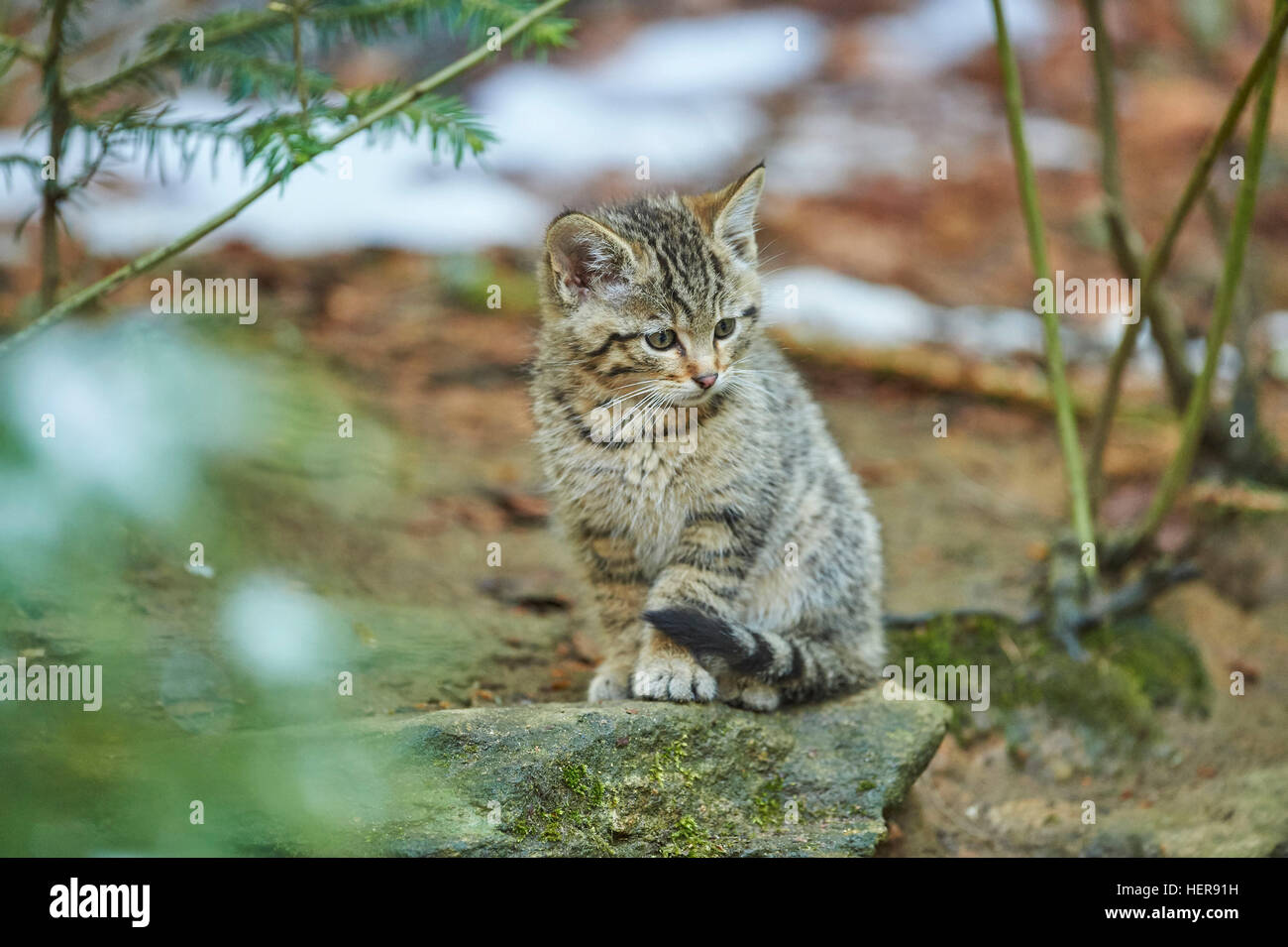 European wildcat, Felis silvestris silvestris, Offspring, side view ...