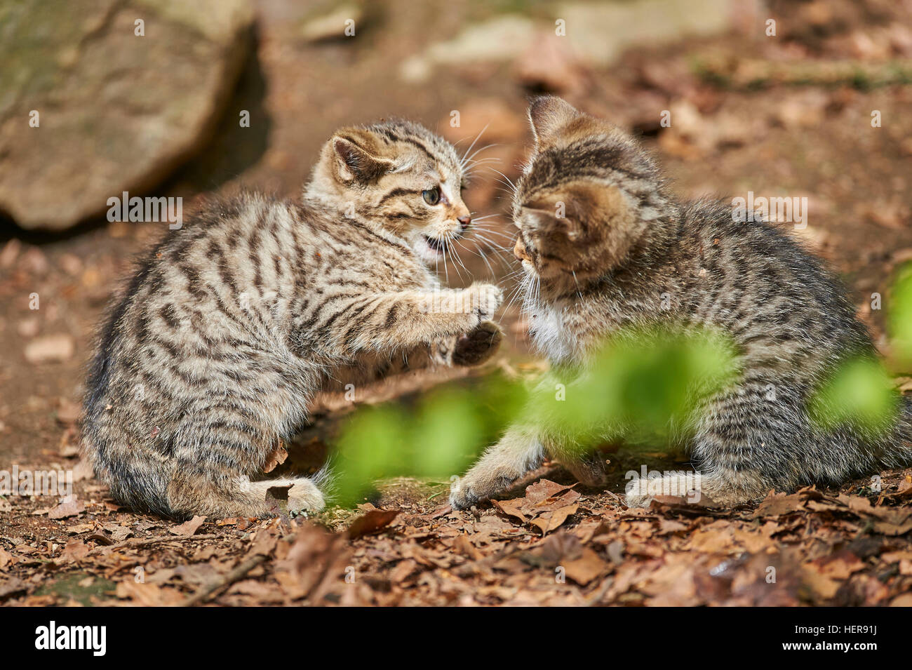 European wildcat, Felis silvestris silvestris, pups, side view, play ...
