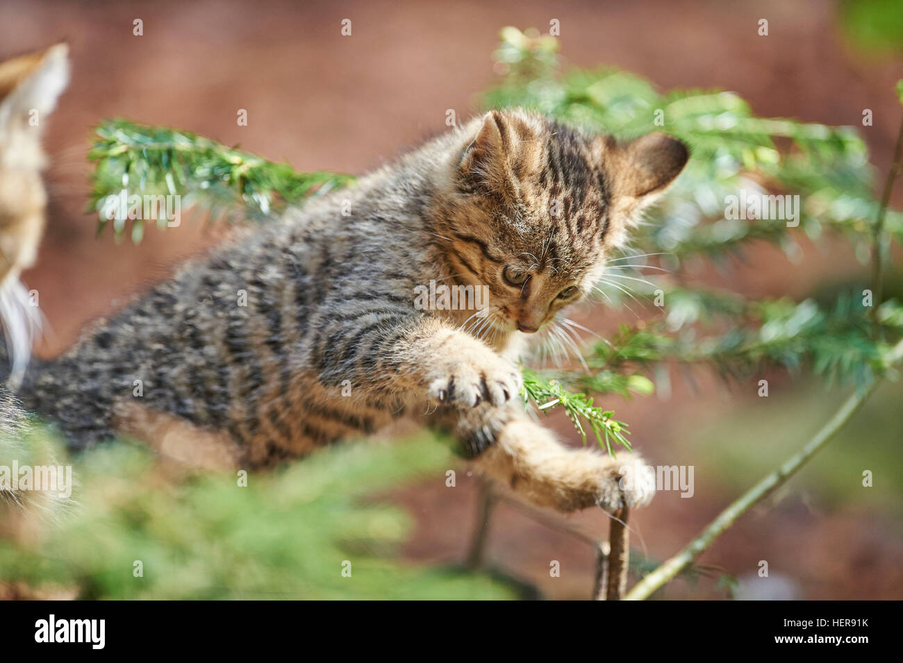European wildcat, Felis silvestris silvestris, Offspring, side view ...