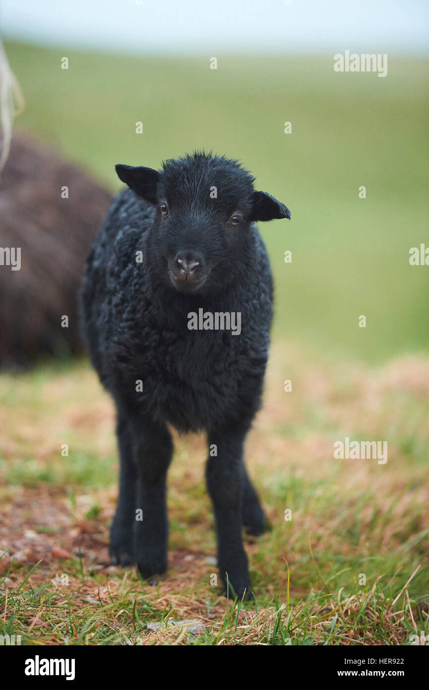 German grey heath, lamb, meadow, frontal, stand, looking into camera ...