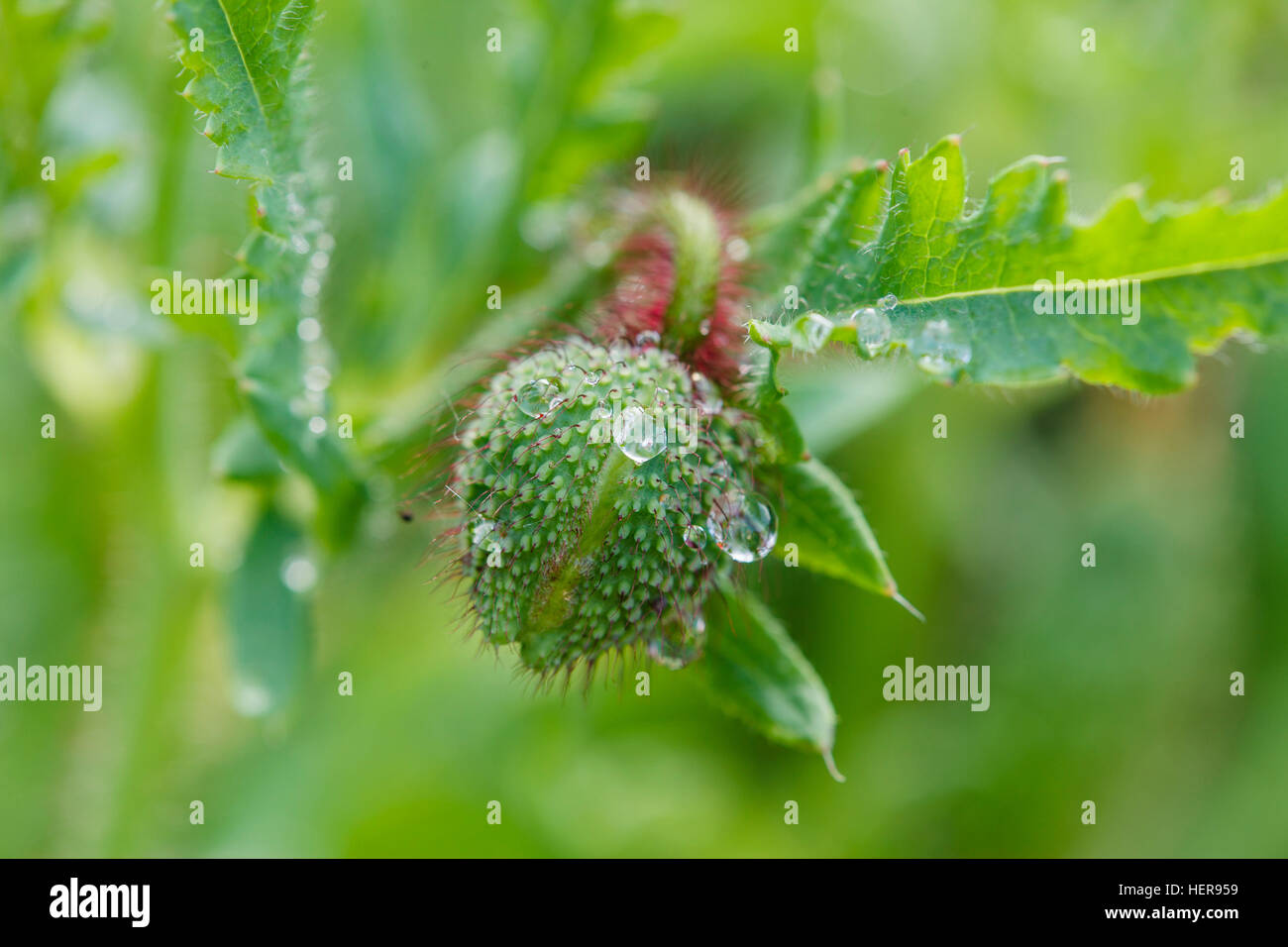 Poppy, bud with drop of water Stock Photo - Alamy