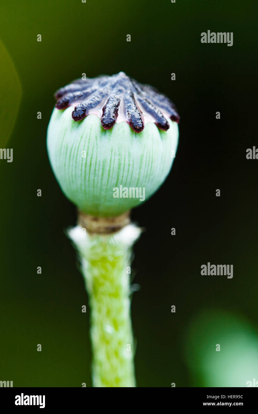 poppy seed capsule Stock Photo - Alamy