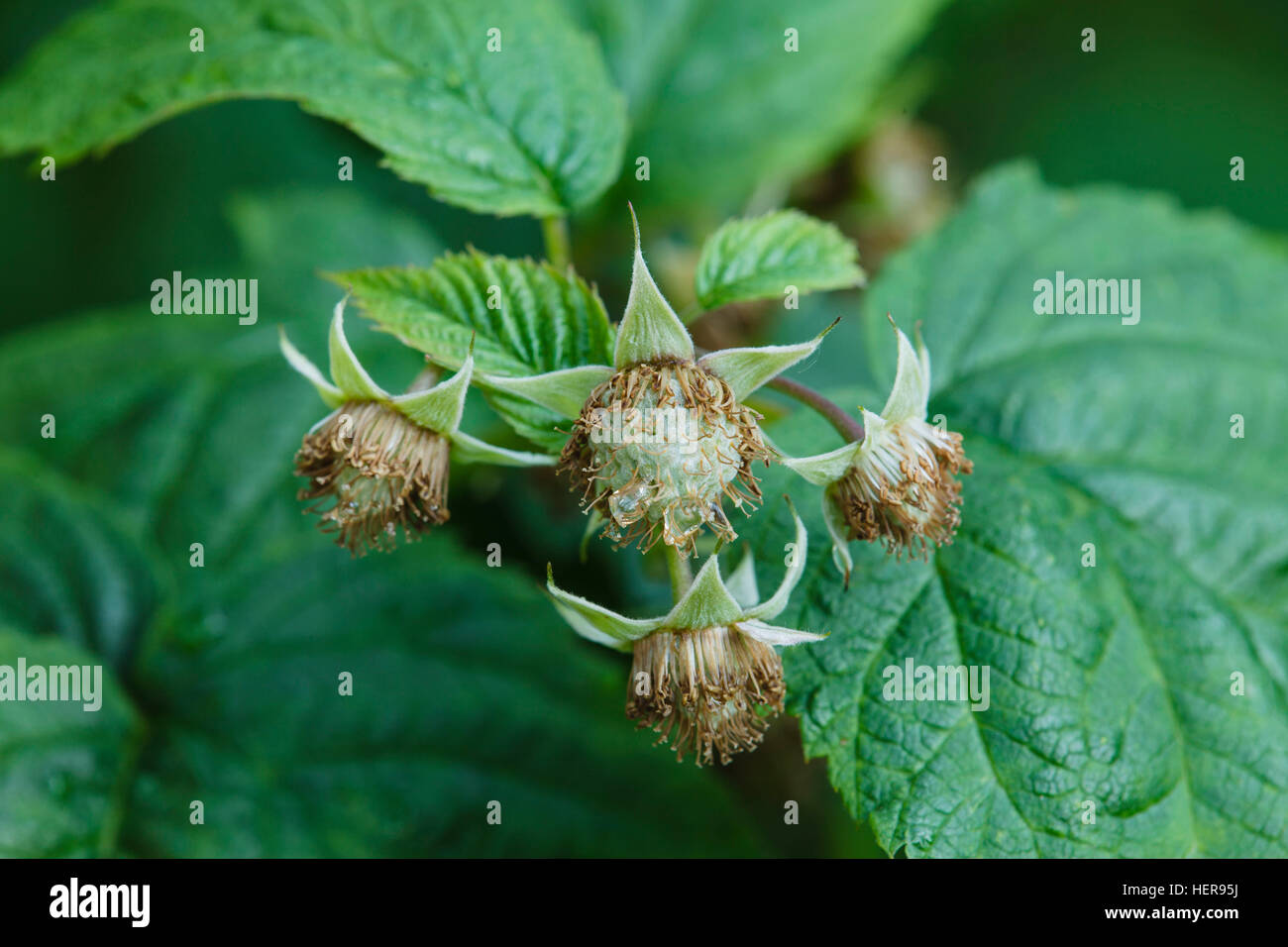 Raspberry blossoms before opening Stock Photo - Alamy