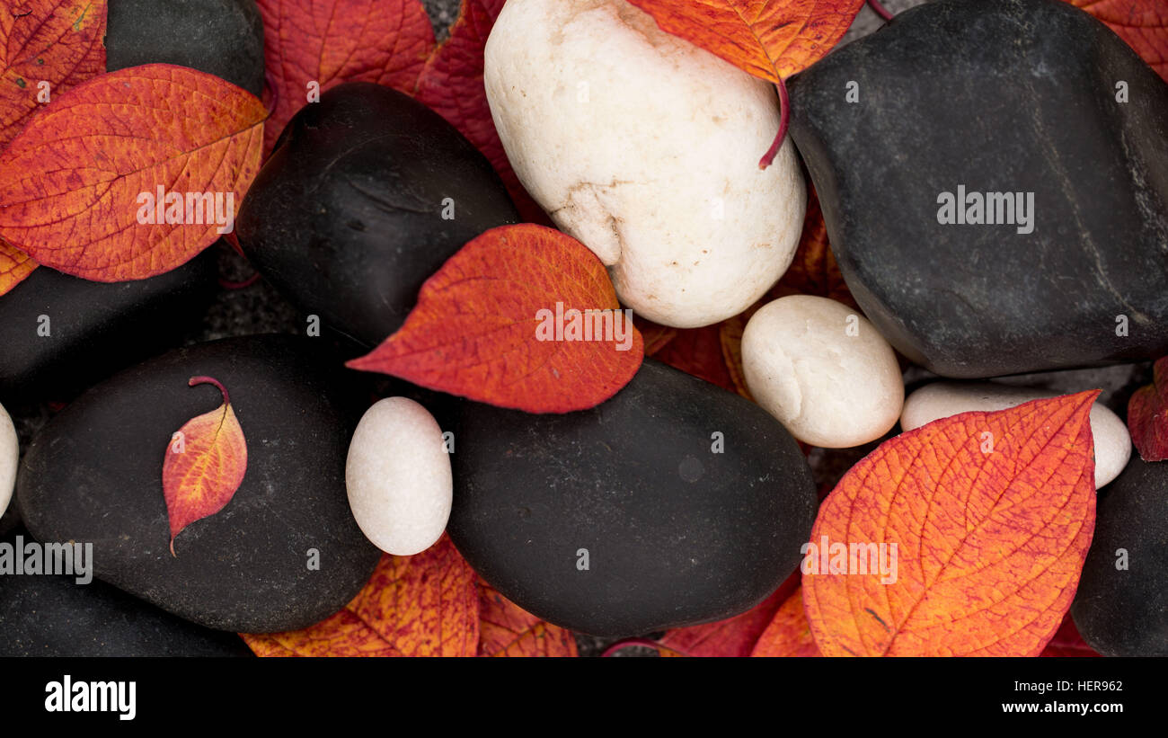Mottled autumn leaves hi-res stock photography and images - Alamy