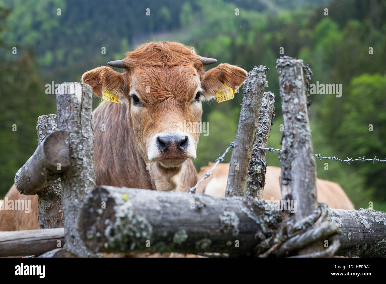 Cow on the Laussabaueralm on the Hengstpass (pass),Upper Austria ...