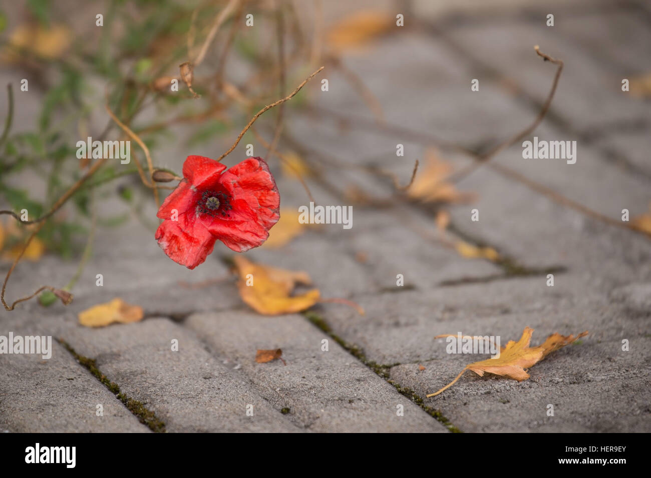 autumn,autumn poppy,color,color contrast,death,dried,dry,floral,flower ...