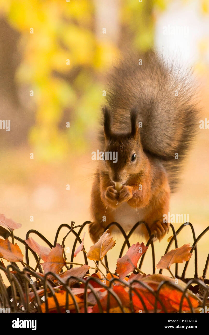 adorable,animal,autumn,cute,eat,eating,eurasian,fall,fall colors,fauna ...