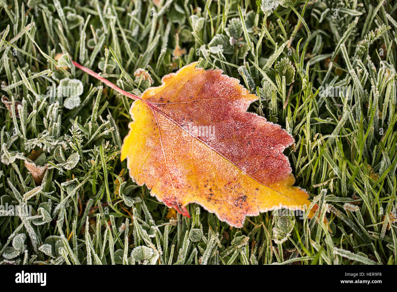 atmospheric image,autumn,beautiful,bright colors,chilly,cold,colorful ...