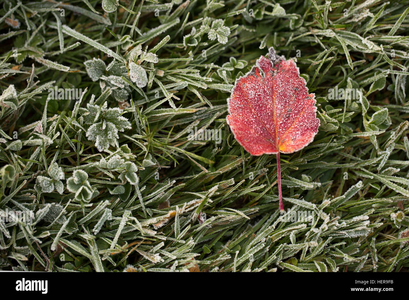 atmospheric image,autumn,beautiful,bright colors,chilly,cold,colorful ...