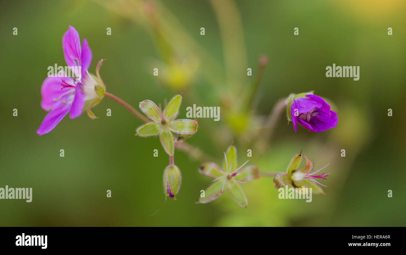 4 seasons,bloom,bokeh,closeup,fall,floral,flower,forest,geranium ...