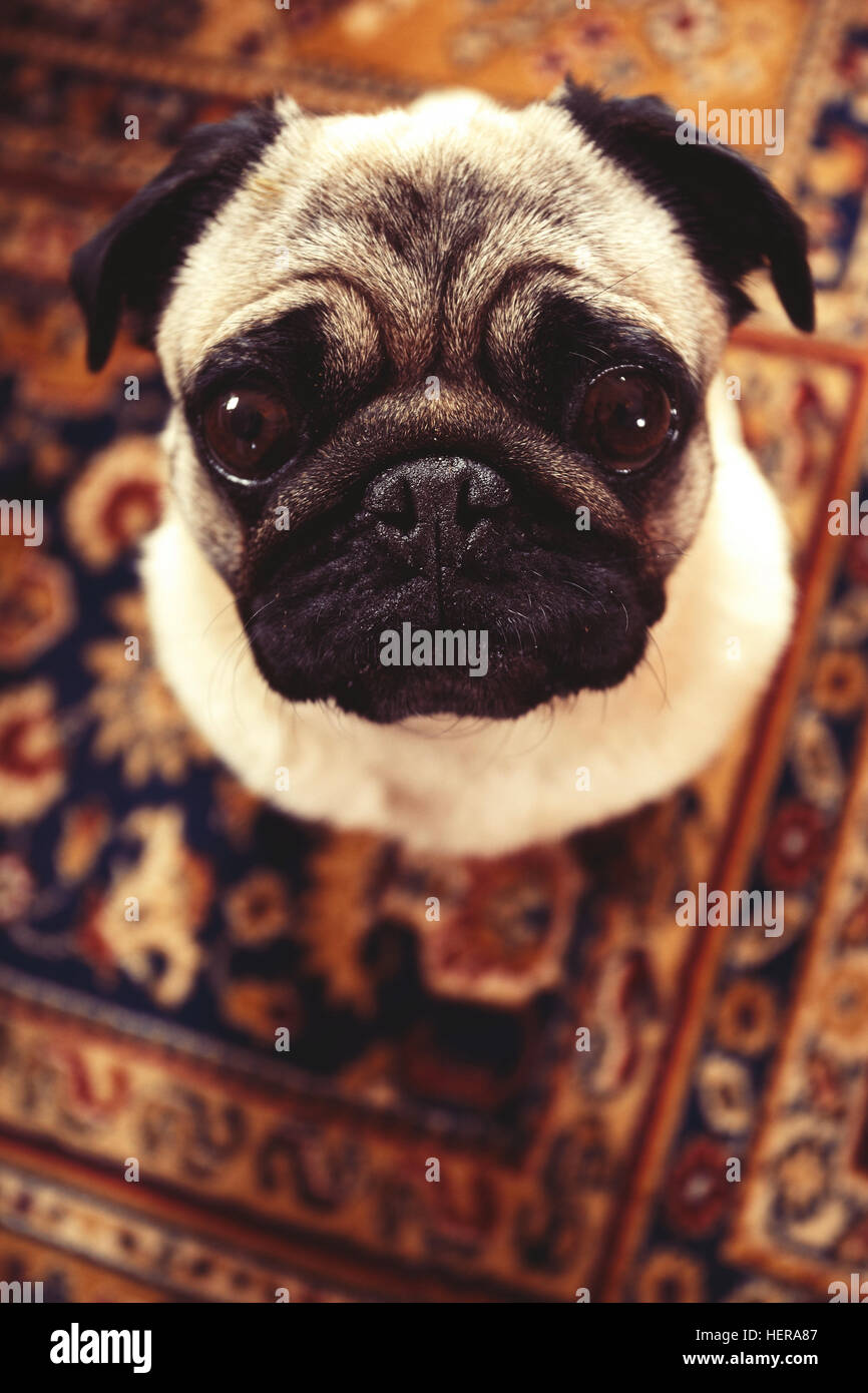 Sorry bird hi-res stock photography and images - Alamy