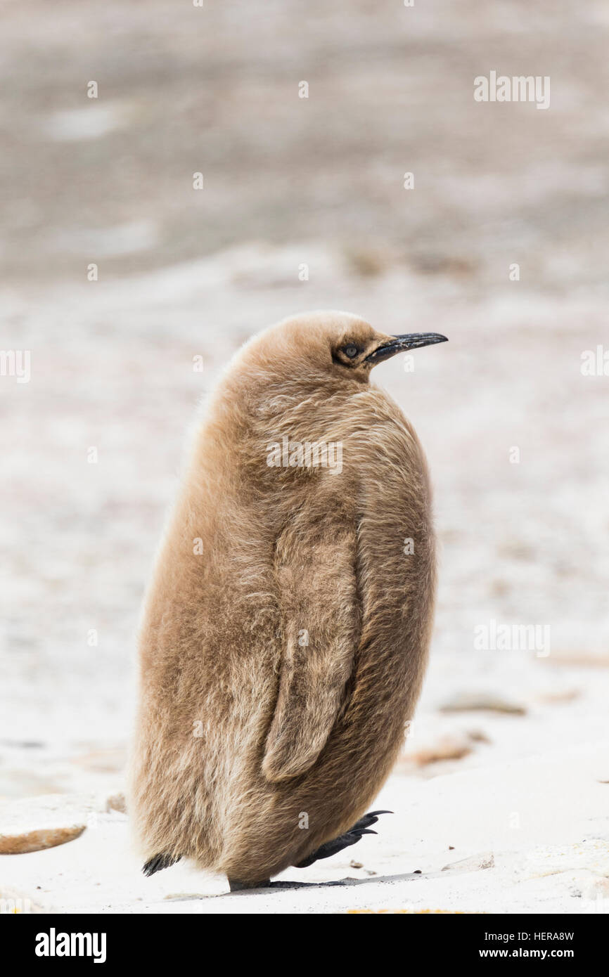 Juvenile King Penguin Stock Photo - Alamy