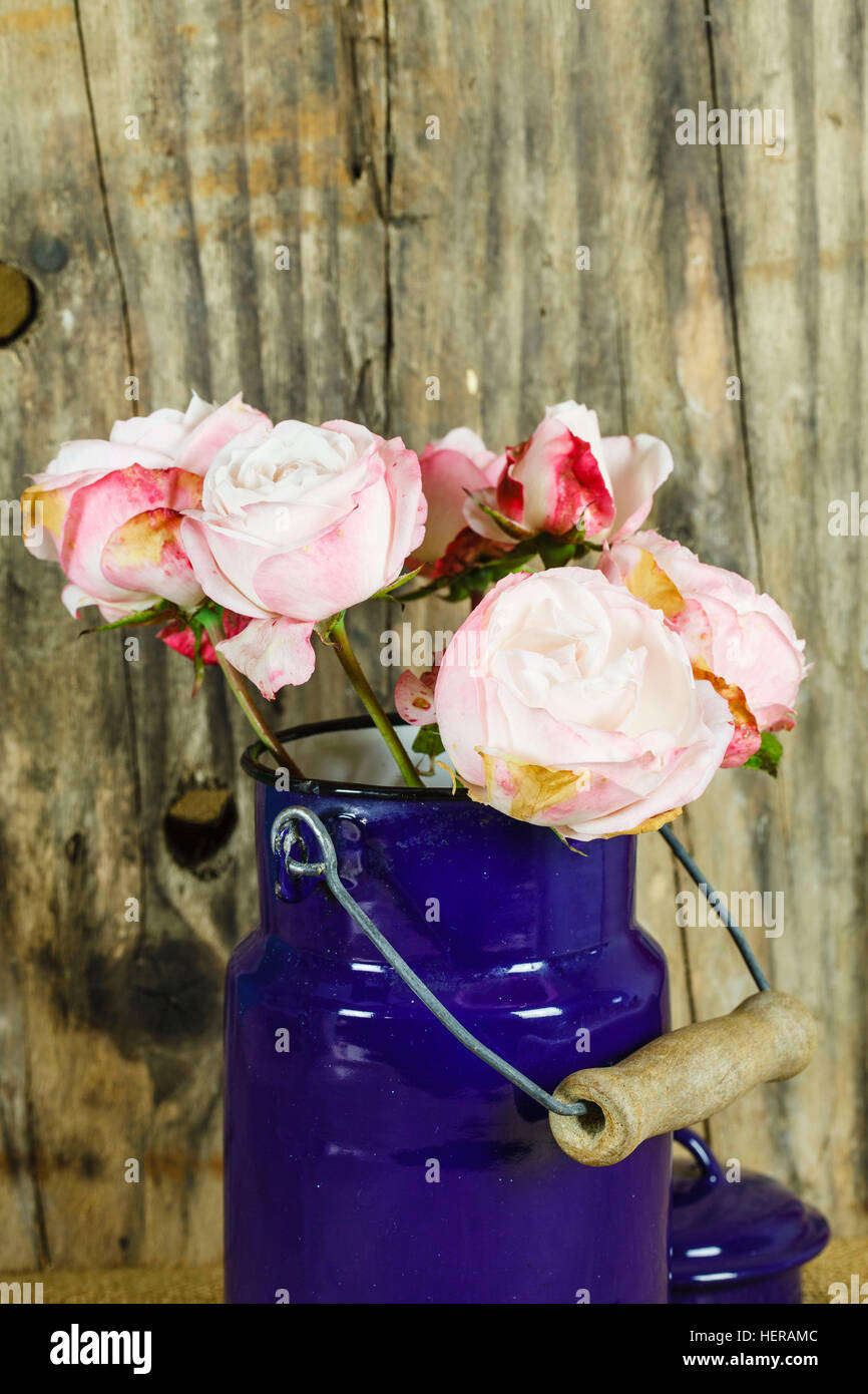 Roses in old milk can hi-res stock photography and images - Alamy