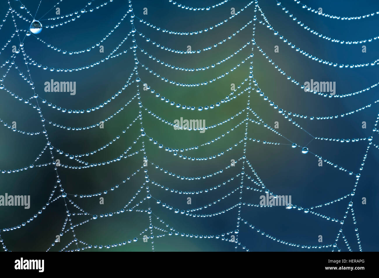 spiderweb covered with ice in the back light Stock Photo - Alamy