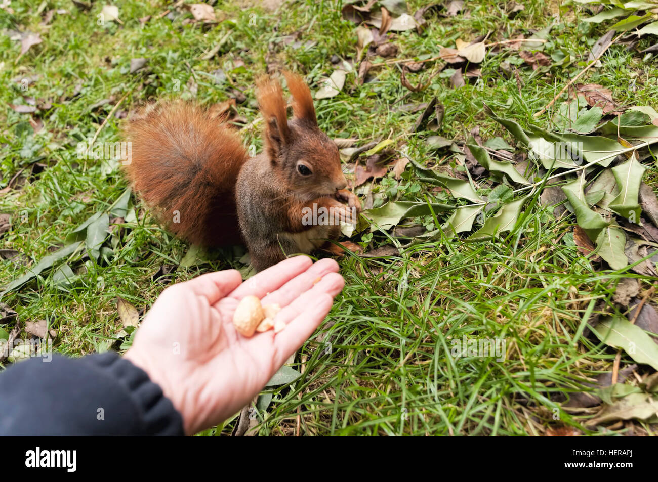 Tame squirrel in the park is fed out of the hand Stock Photo - Alamy