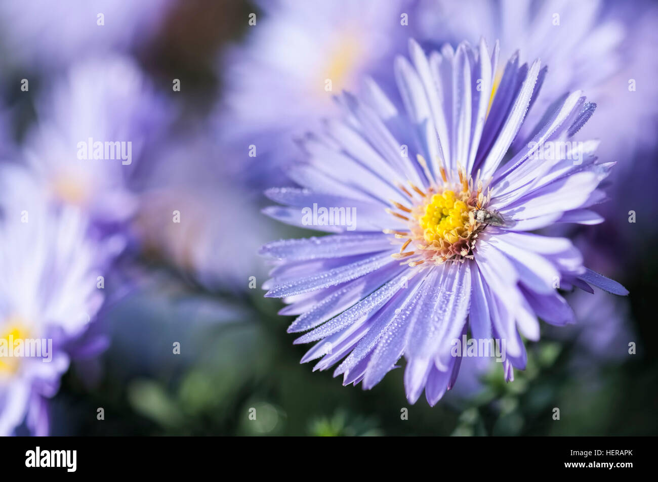 Purple Aster, Close-up Stock Photo - Alamy
