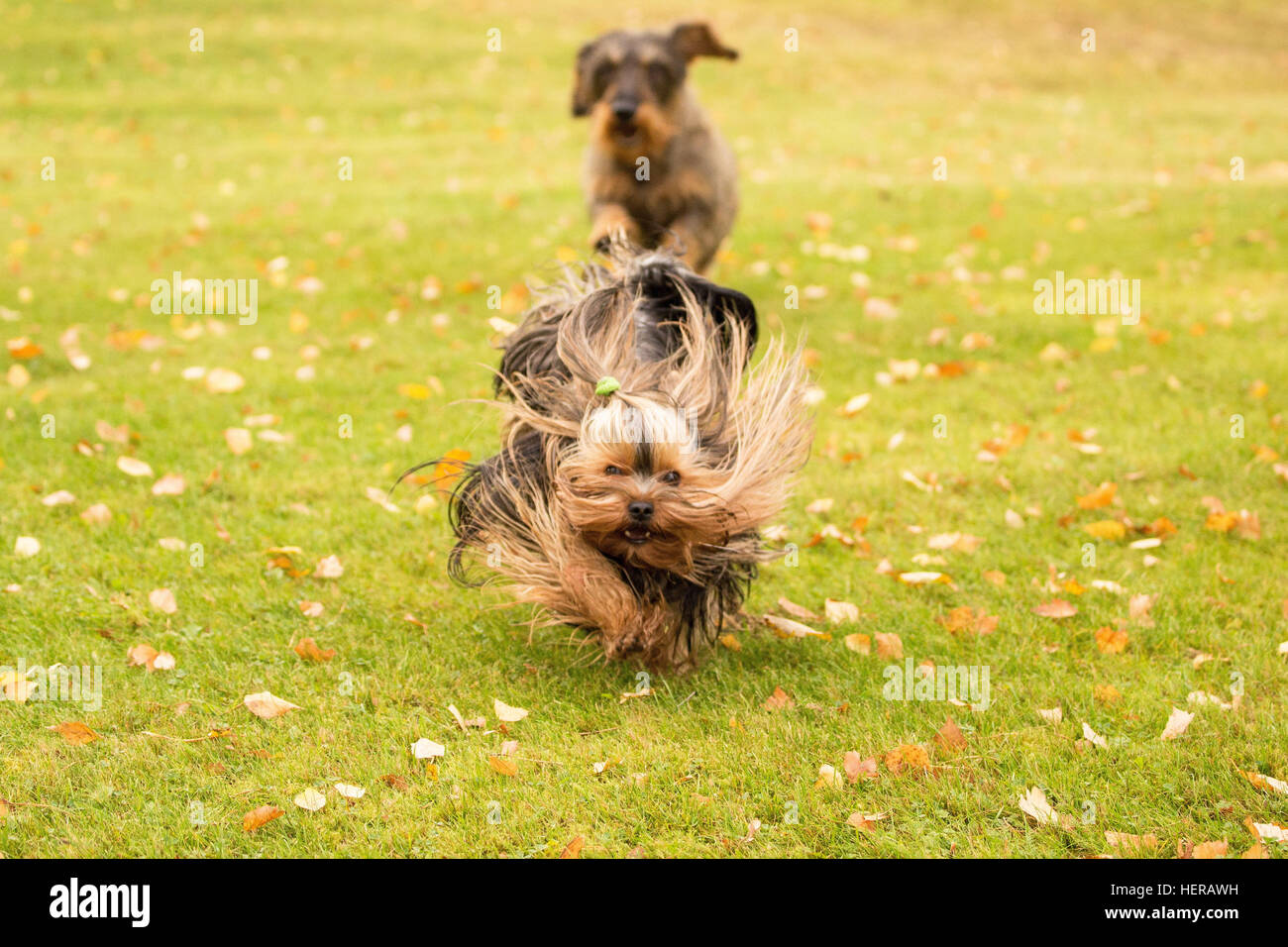 2 animal,2 dogs,action,active,adorable,animal,autumn,black,breed,canine ...