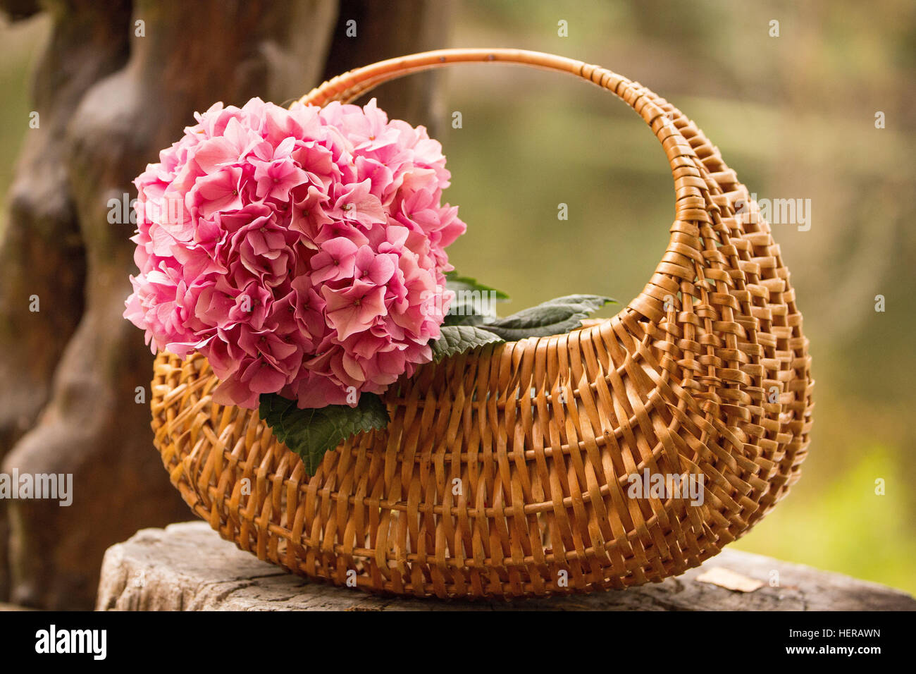 autumn,basket,beautiful,beauty,botanical,botany,bouquet,closeup ...