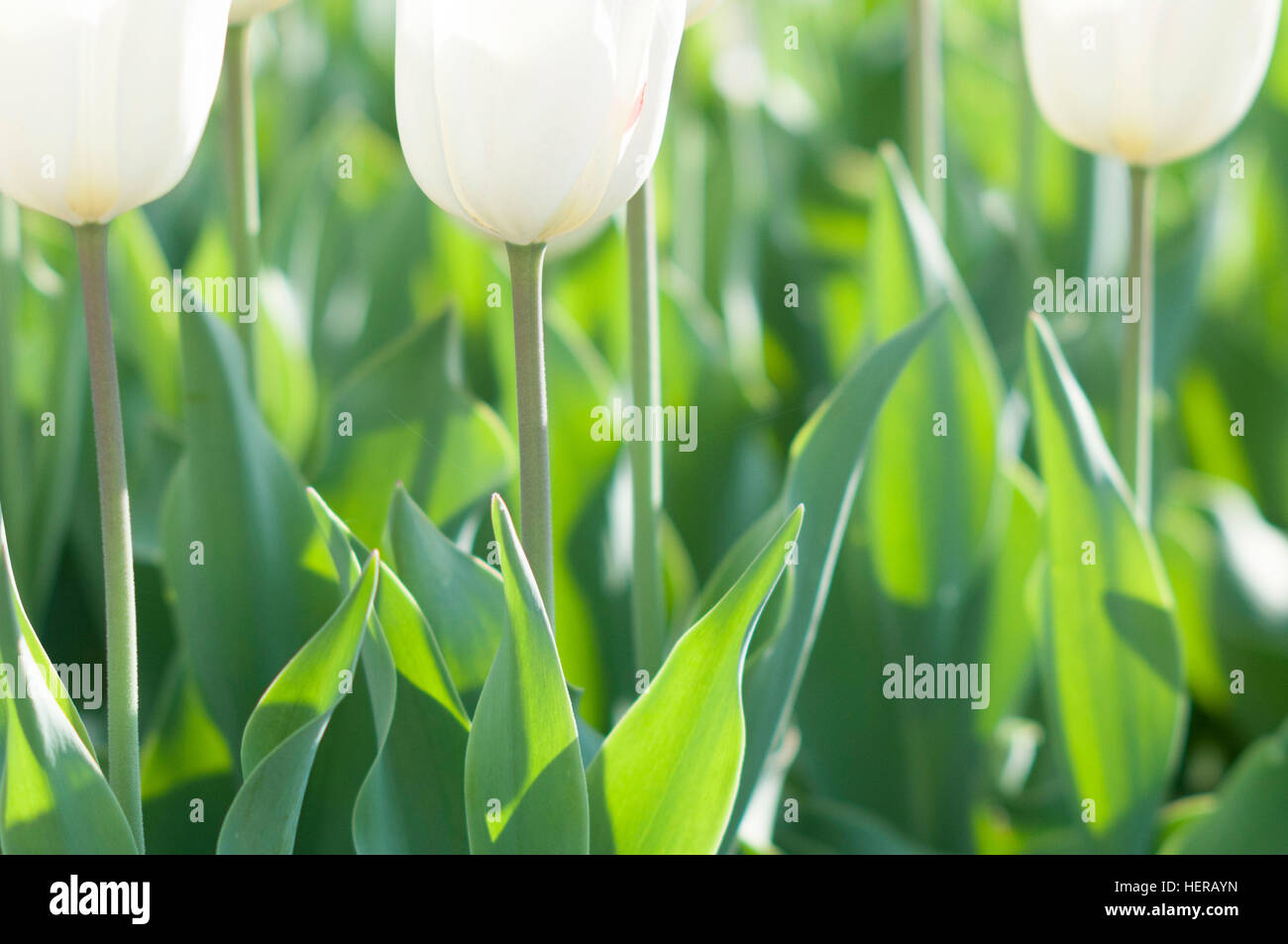 White tulips in the garden Stock Photo - Alamy