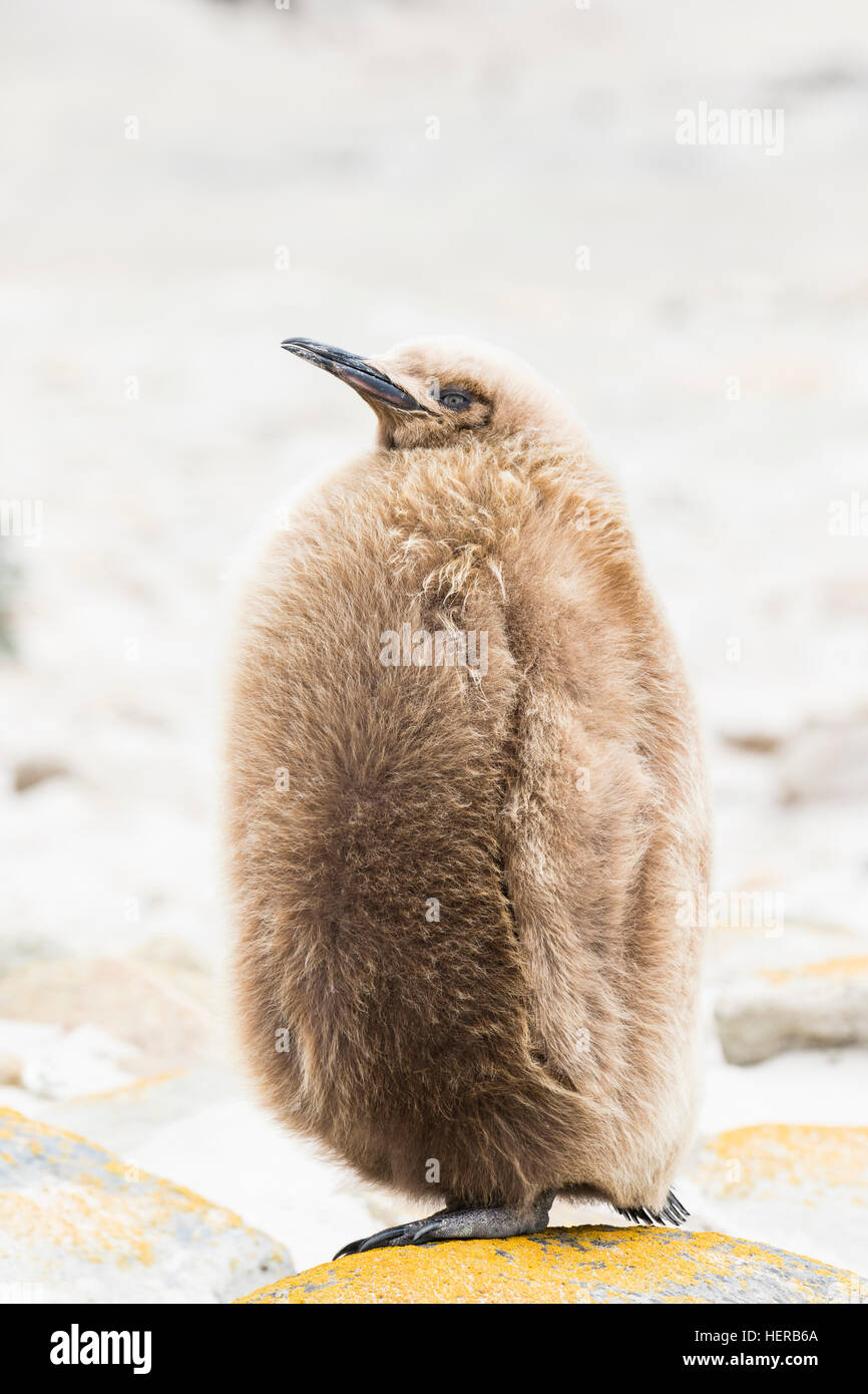 Juvenile King Penguin Stock Photo - Alamy
