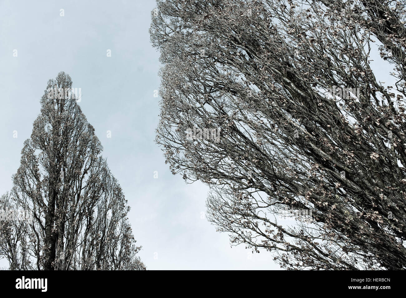 Trees, worm's-eye view Stock Photo - Alamy