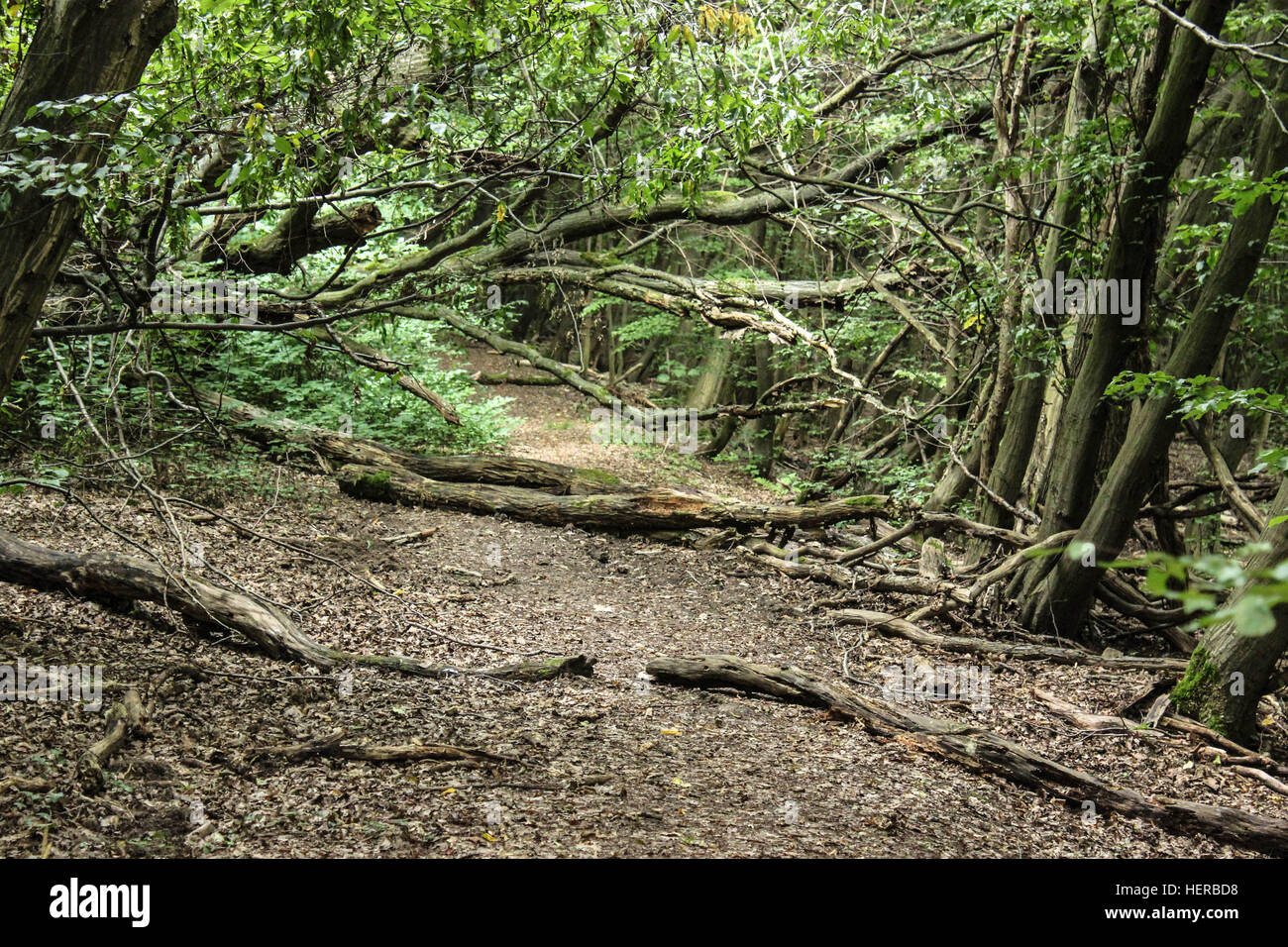 Bewitched tree hi-res stock photography and images - Alamy