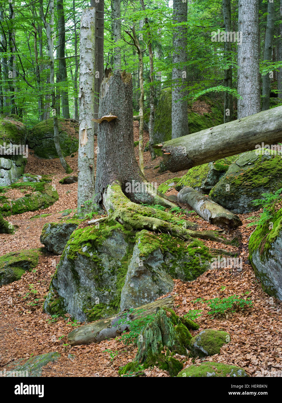 rock hiking area, Bavarian Forest National Park Stock Photo - Alamy
