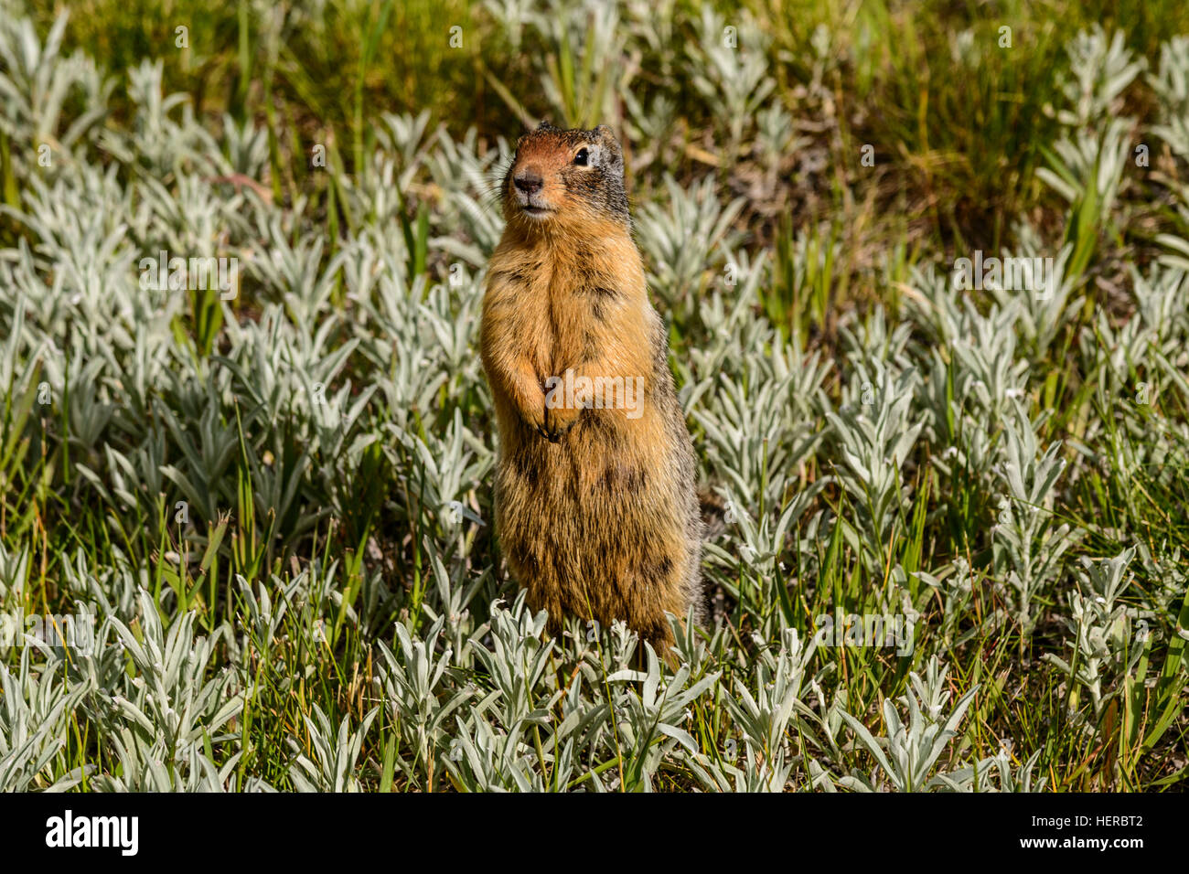 Canada, Alberta, Banff National Park, Banff, Squirrel, Ground Squirrel ...