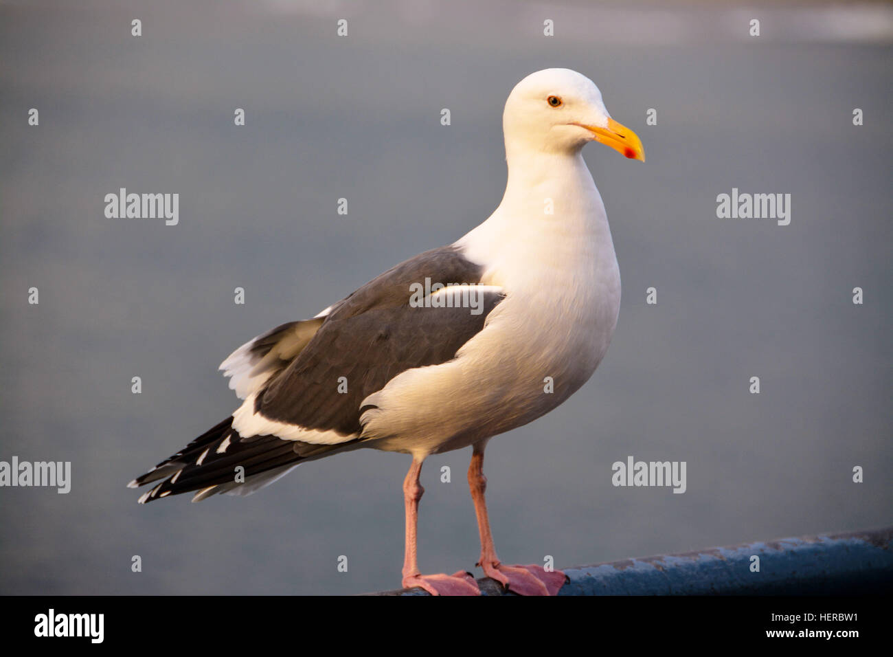 Pacific seagull hi-res stock photography and images - Alamy