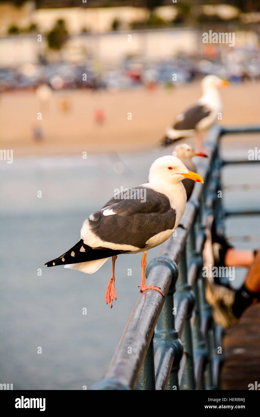 Seagull feet hi-res stock photography and images - Alamy