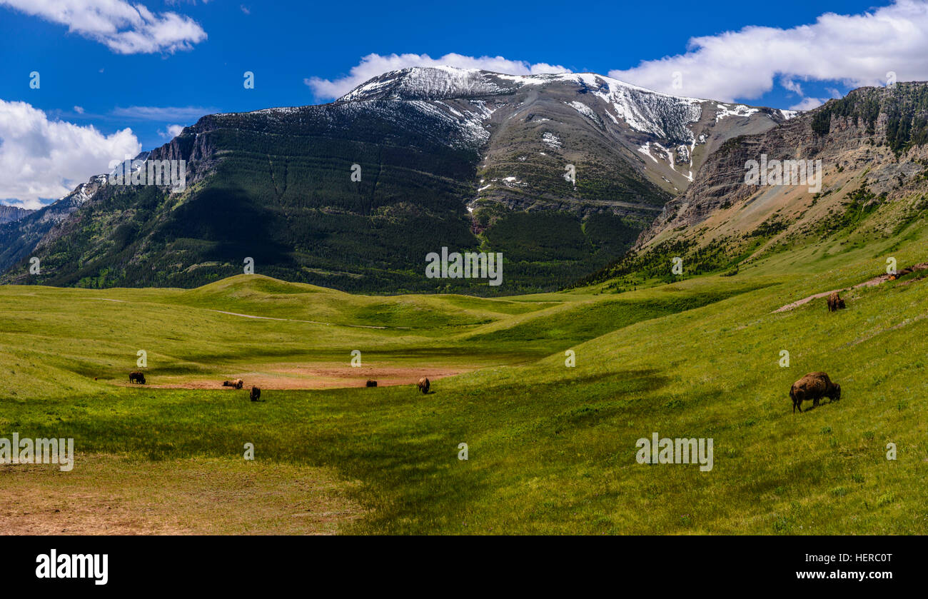 Canada, Alberta, Waterton Lakes National Park, Bison Paddock, bison ...
