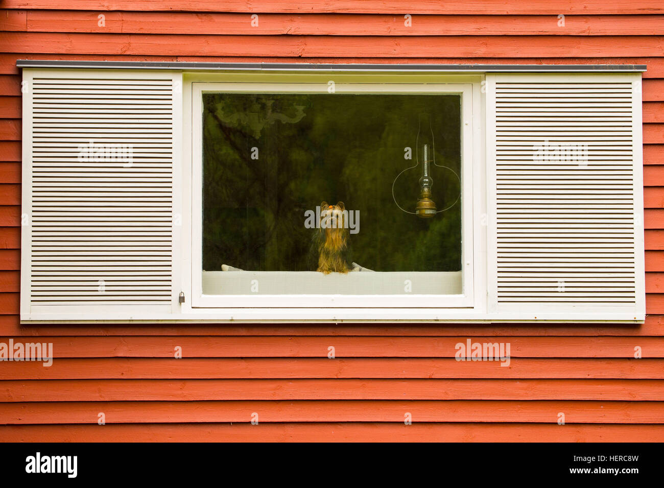 1 animal,alone,animal,at the window,breed,curiosity,cute,excitement ...