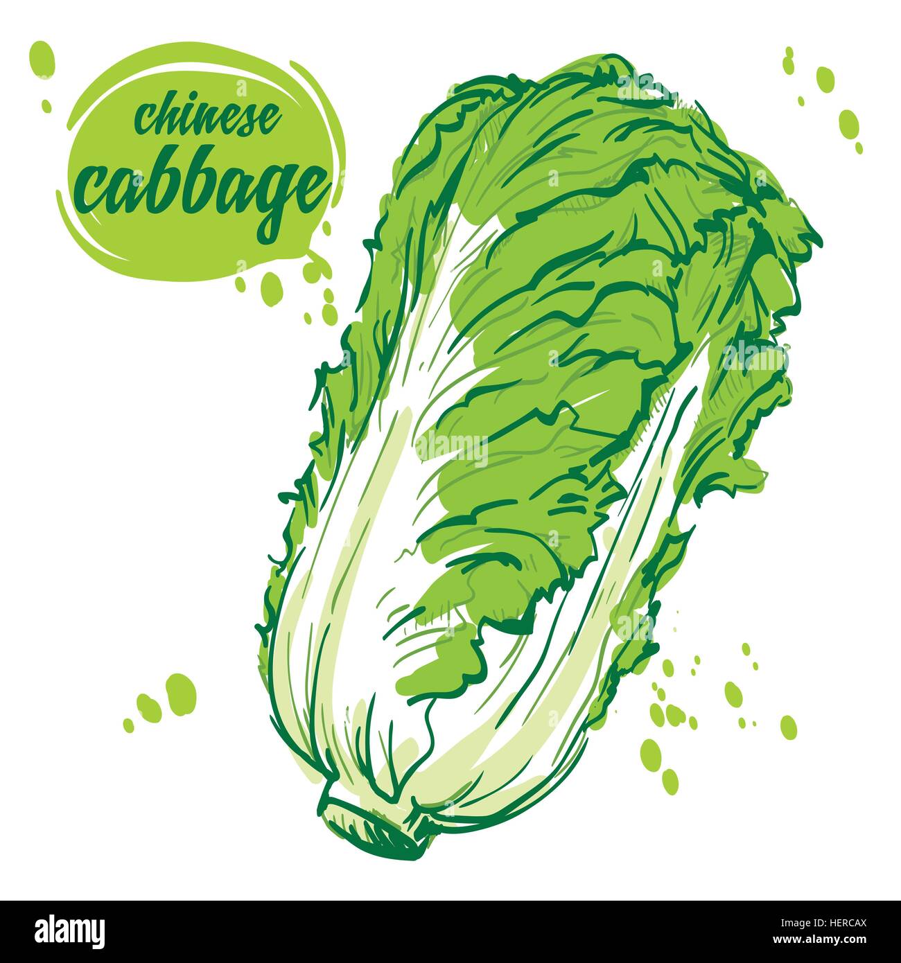 Cabbage vegetable sketch Stock Vector Images - Alamy