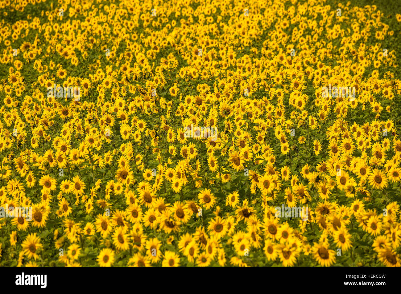4-seasons - August,agriculture,August,beautiful,blossom,botanical ...