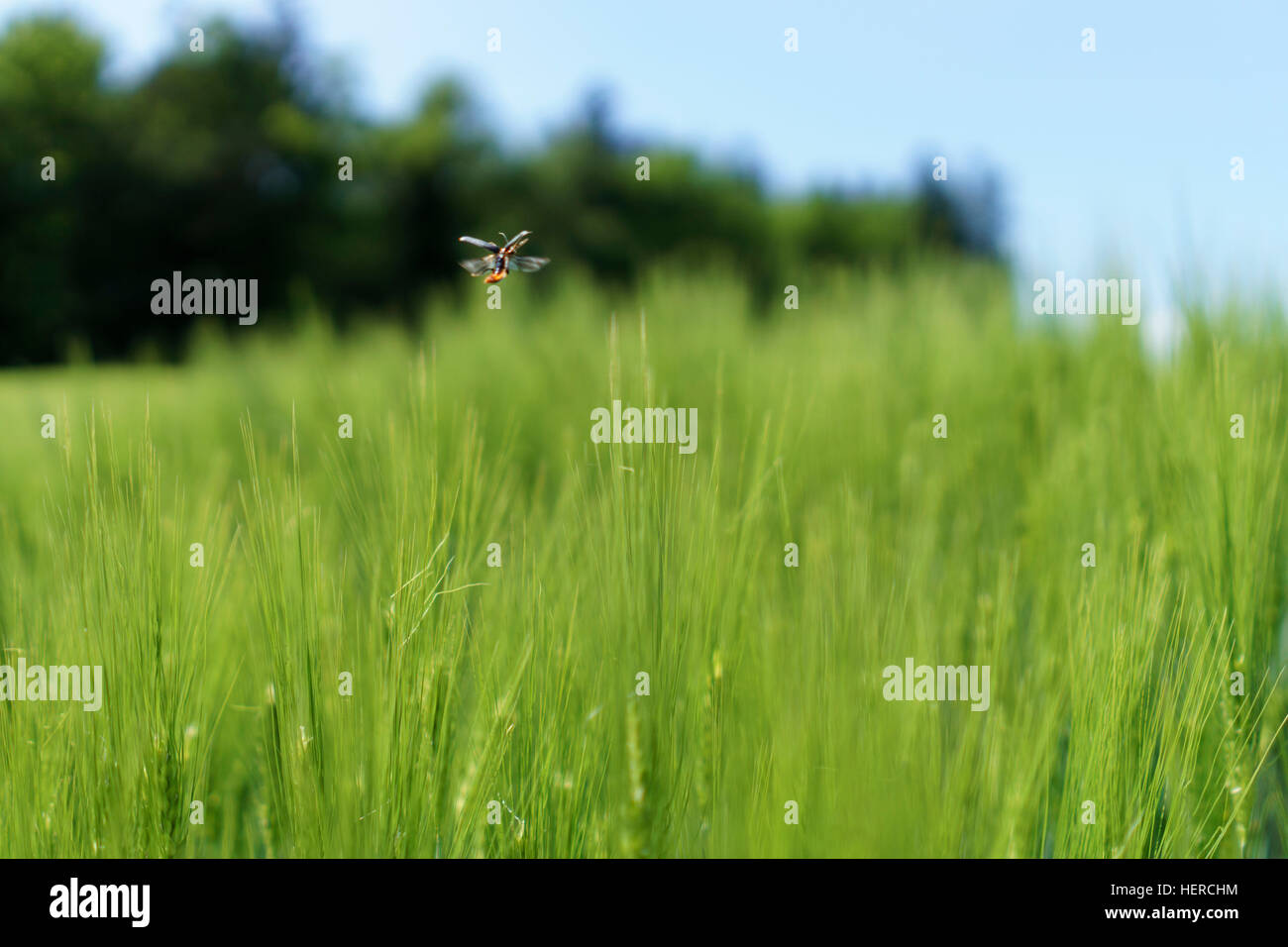 flying insect over soft grass, Hartsee Lake, Bavaria, Germany Stock ...