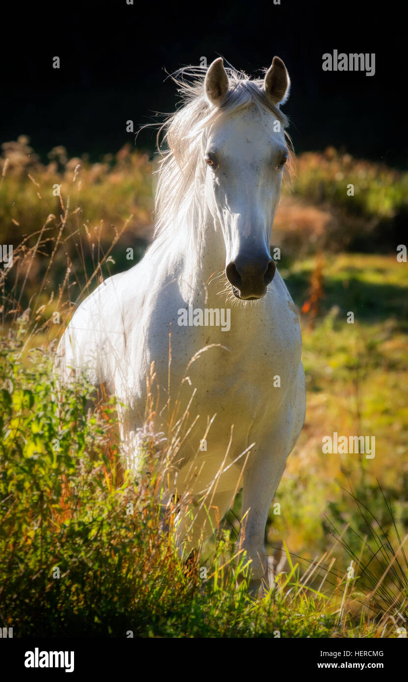 Shagya Arab High Resolution Stock Photography and Images - Alamy