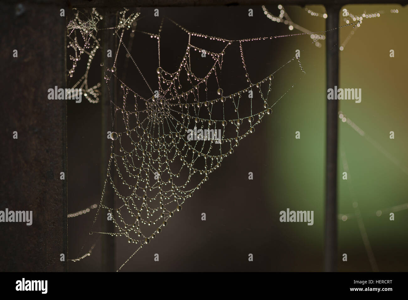 abstract,background,bead,bokeh,circle,close,closeup,cobweb silhouette ...