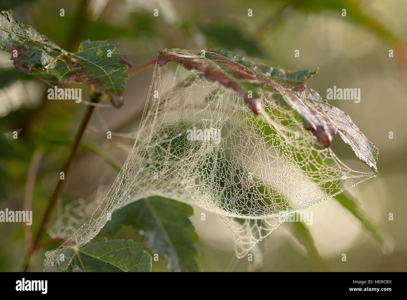 Cobweb silhouette hi-res stock photography and images - Alamy