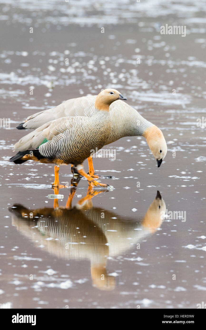 Upland goose hi-res stock photography and images - Alamy
