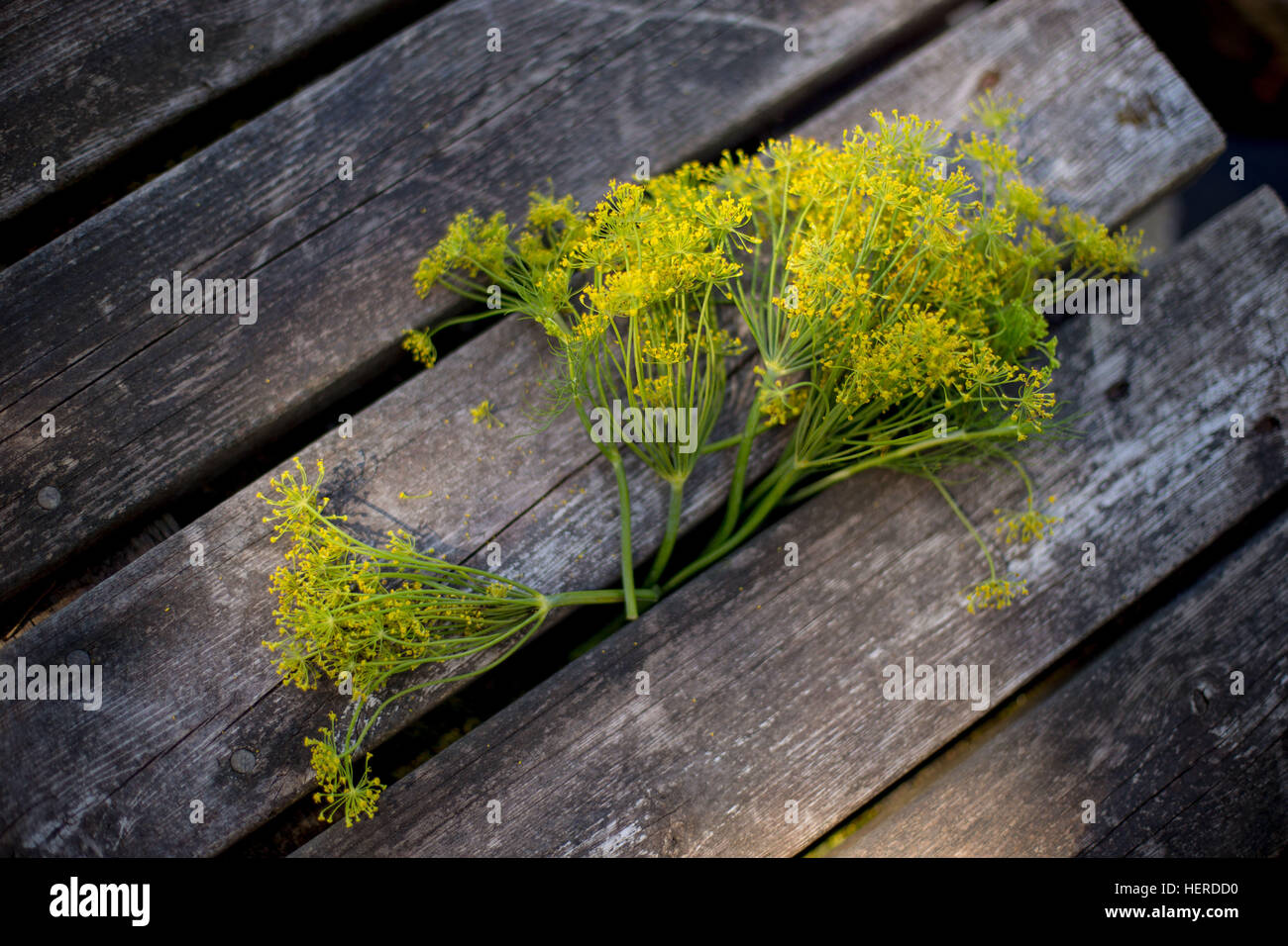 autumn,background,brown,color contrast,decorating,dill,dill ...